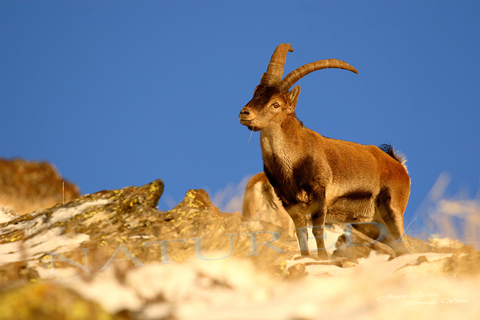 Fauna de altas cumbres: Cabra Montés - encorda2
